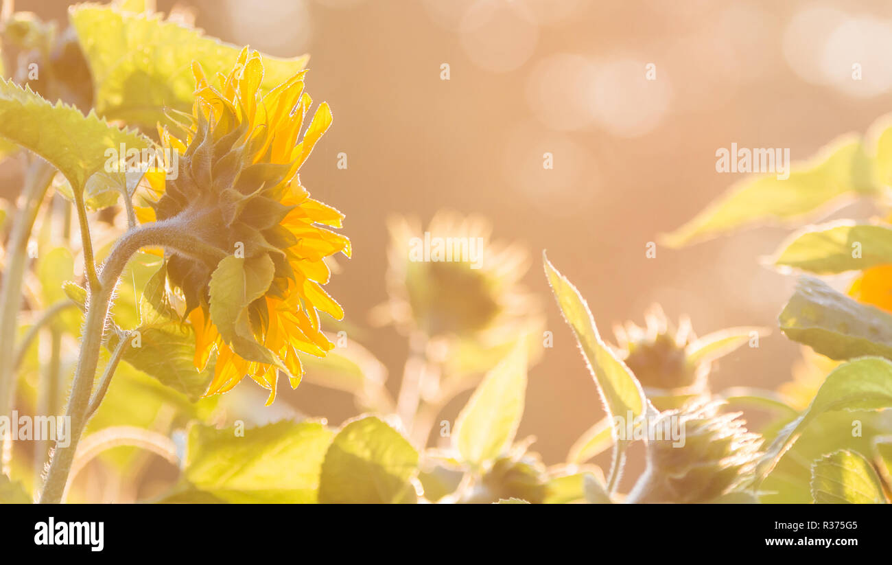 Wet sunflowers in summer hi-res stock photography and images - Alamy