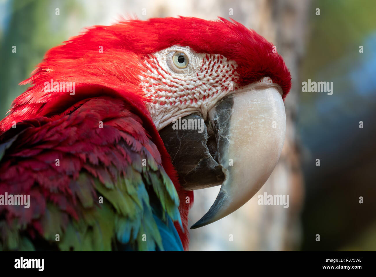 Big red green parrot hi-res stock photography and images - Alamy