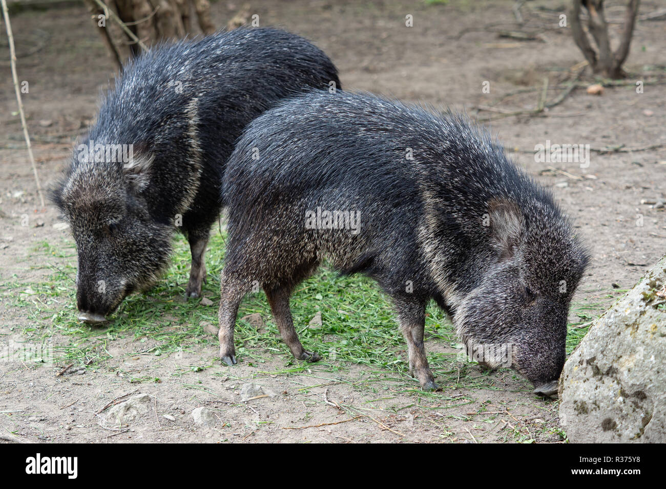 Chacoan peccary (Catagonus wagneri) eats grass Stock Photo - Alamy