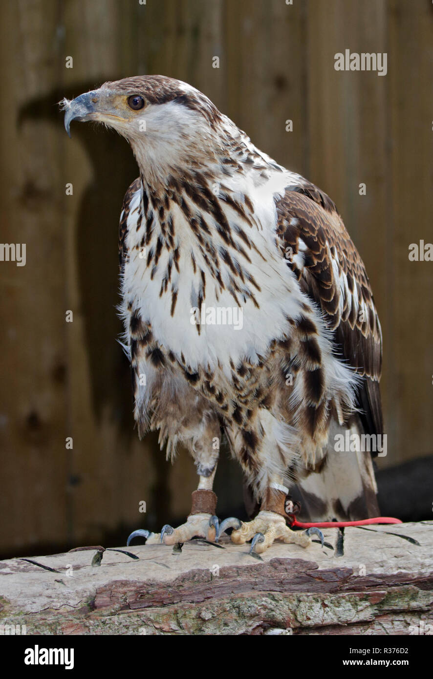White headed eagle hi-res stock photography and images - Alamy