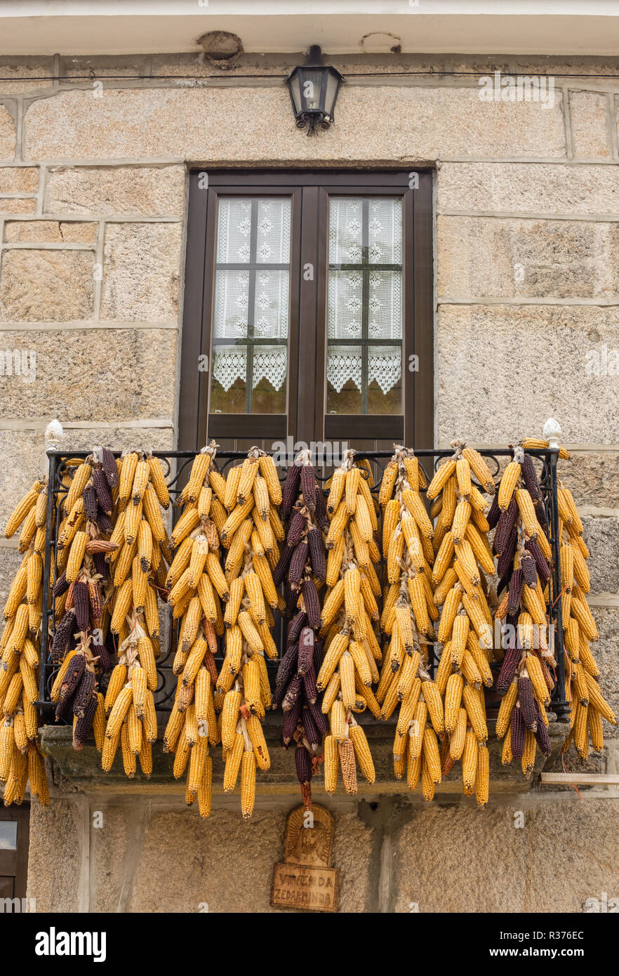 Maize corn cobs hung to dry from a village house balcony. The house ...