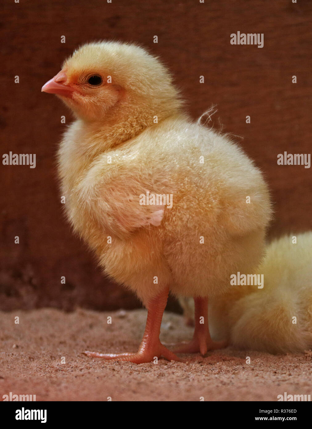 Chickens chick hi-res stock photography and images - Alamy