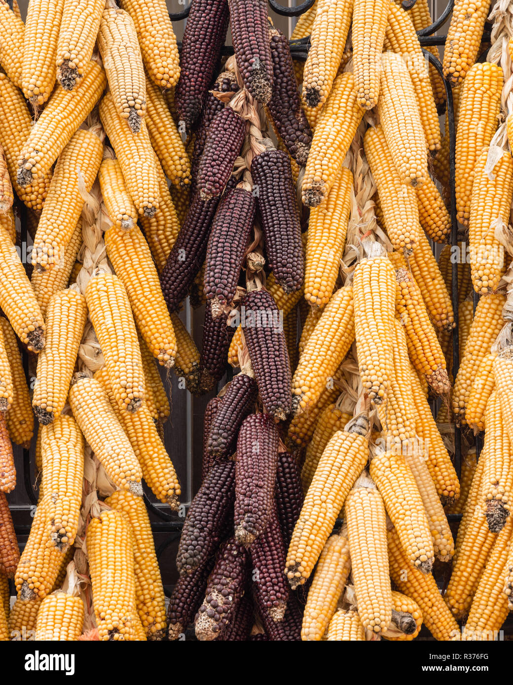 Maize corn cobs hung to dry from a village house balcony. The house ...