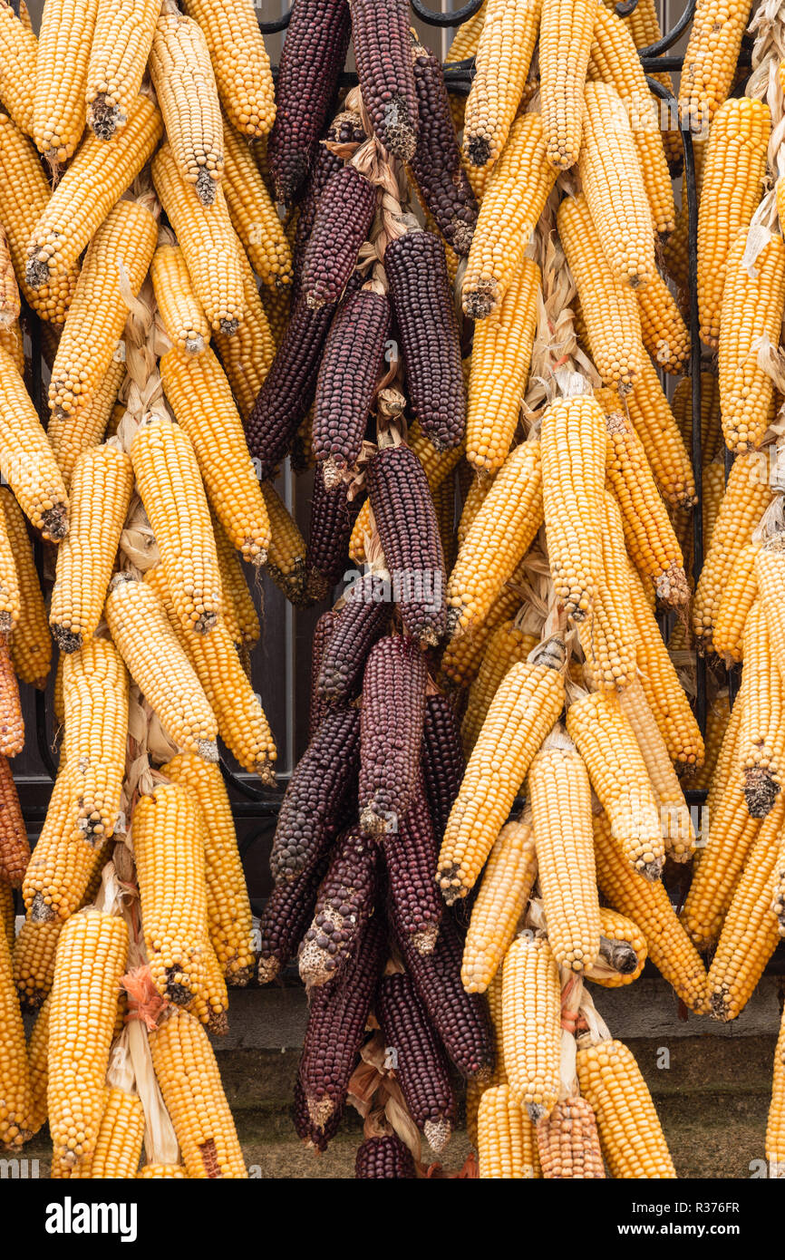 Maize corn cobs hung to dry from a village house balcony. The house ...