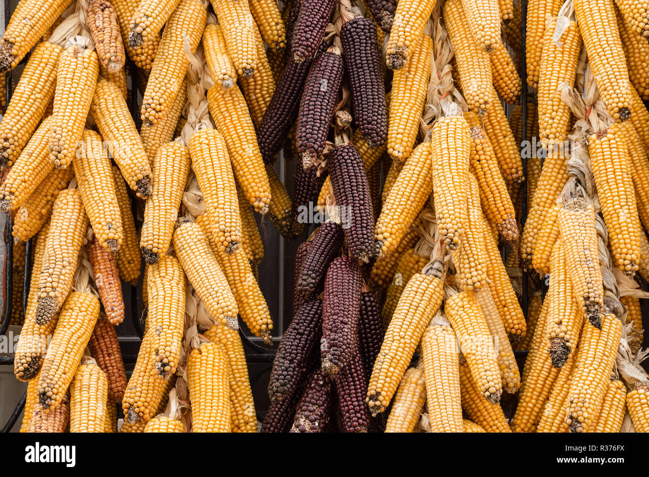 Maize corn cobs hung to dry from a village house balcony. The house ...