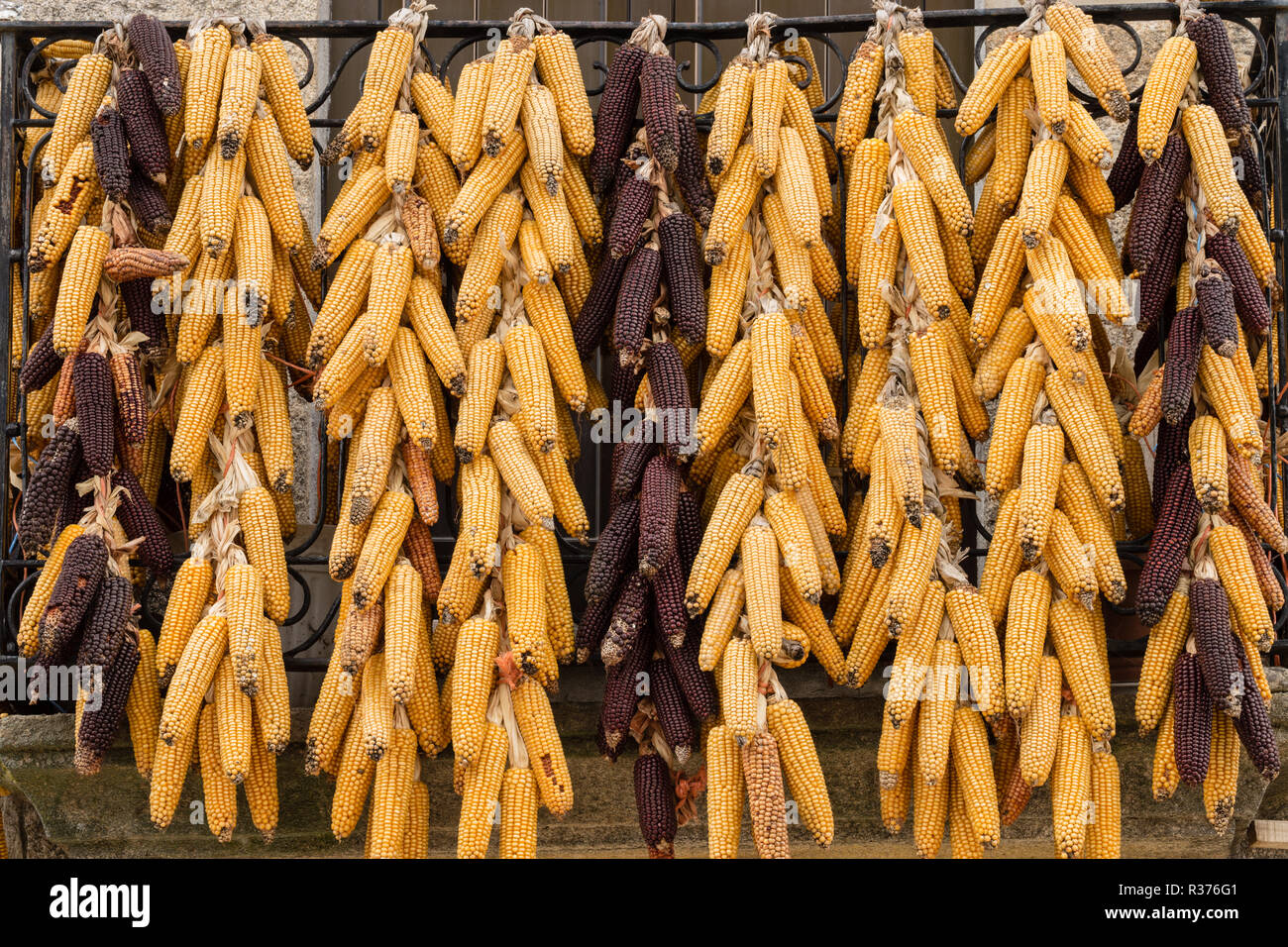 Maize Cobs High Resolution Stock Photography and Images - Alamy
