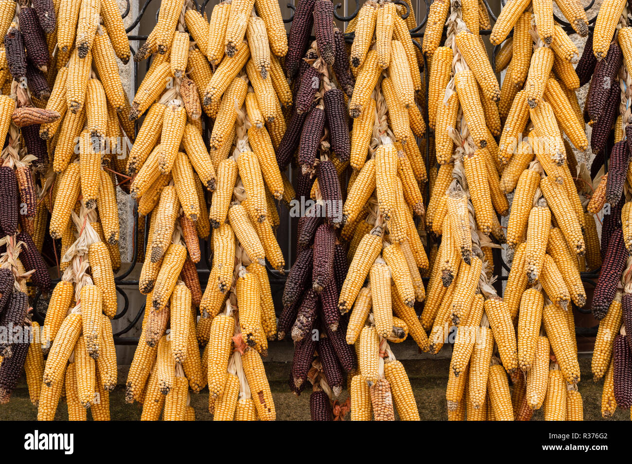Maize corn cobs hung to dry from a village house balcony. The house ...