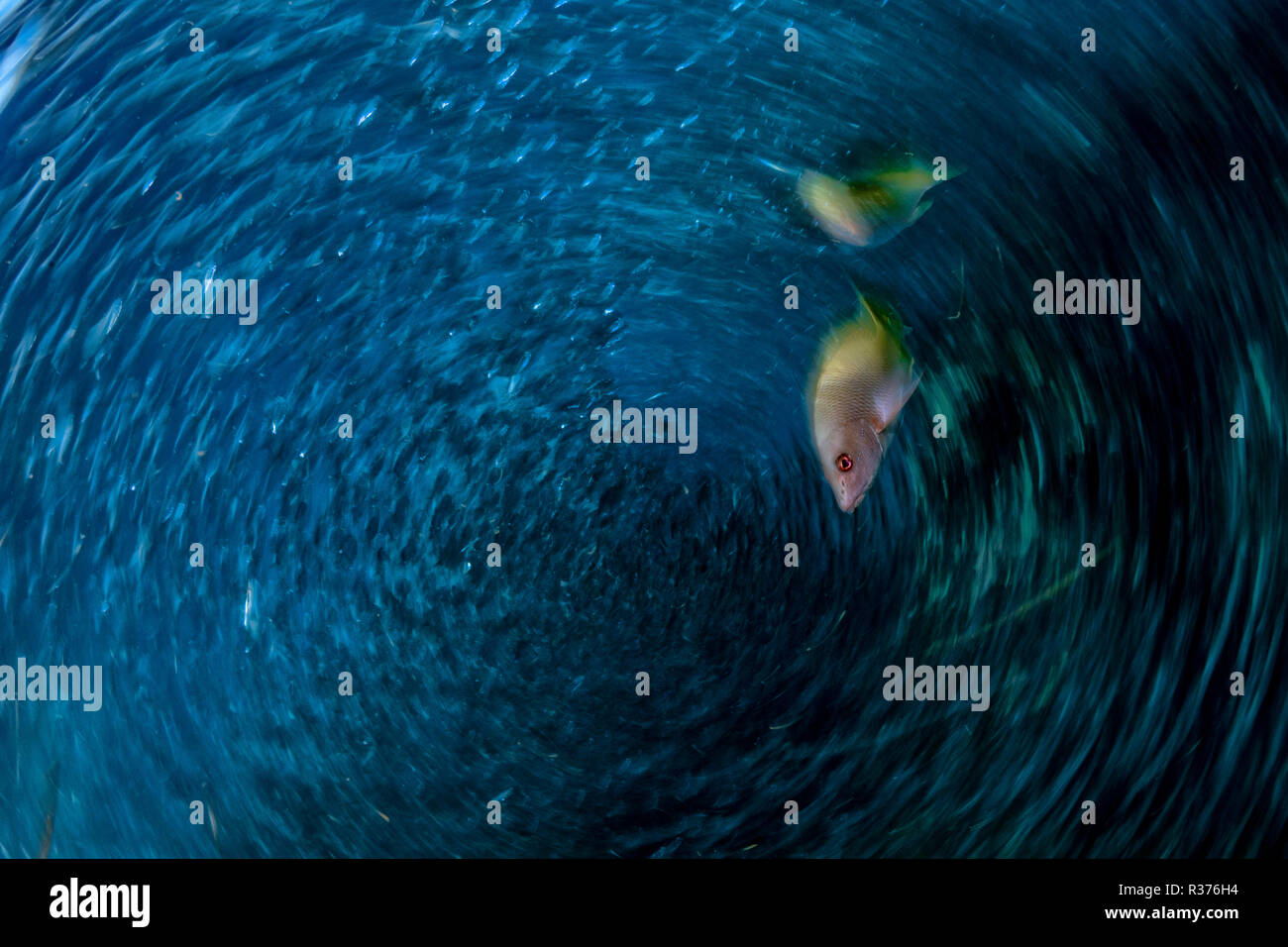 move twist effect inside a giant sardines school of fish bait ball ...