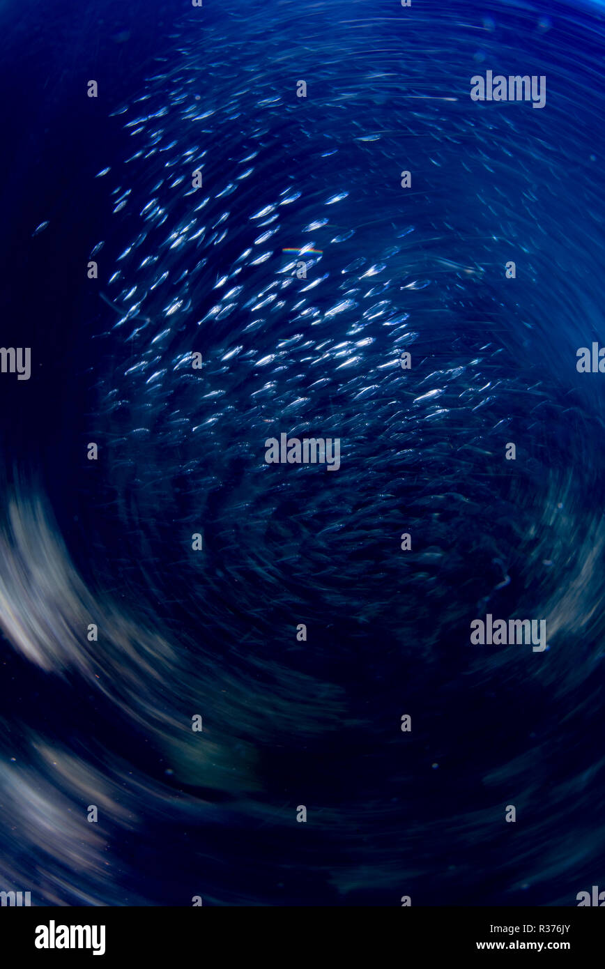 move twist effect inside a giant sardines school of fish bait ball ...