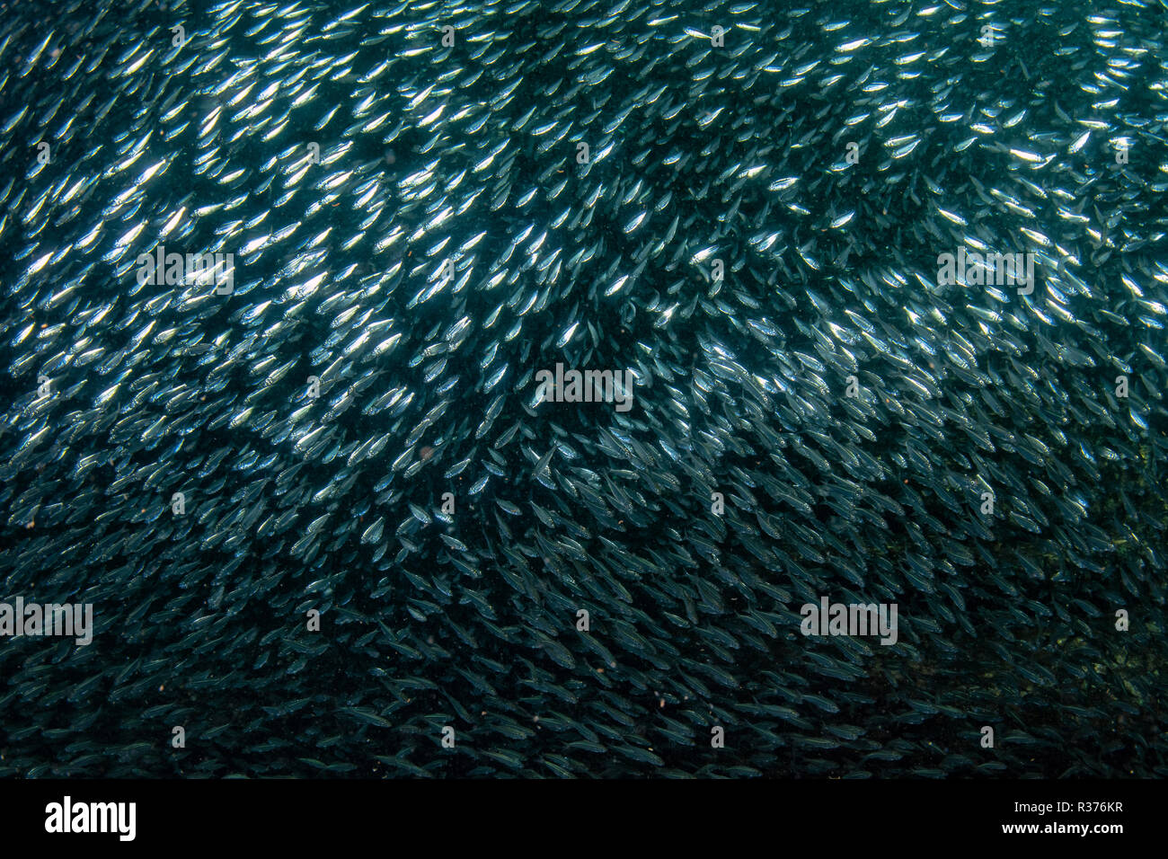 inside a giant sardines school of fish bait ball Stock Photo - Alamy