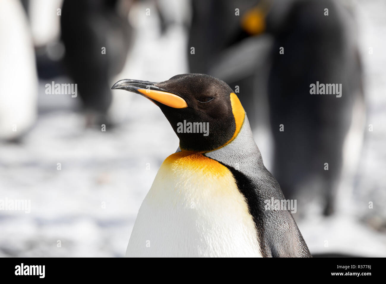 Close-up of an emperor penguin (Aptenodytes forsteri) on the ice in the ...