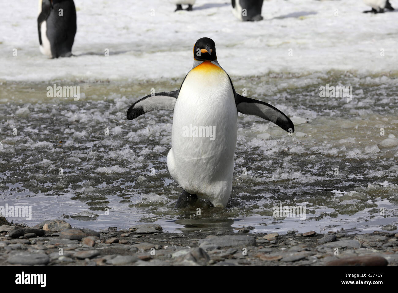 A king penguin runs in slush on Salisbury Plain on South Georgia in the ...