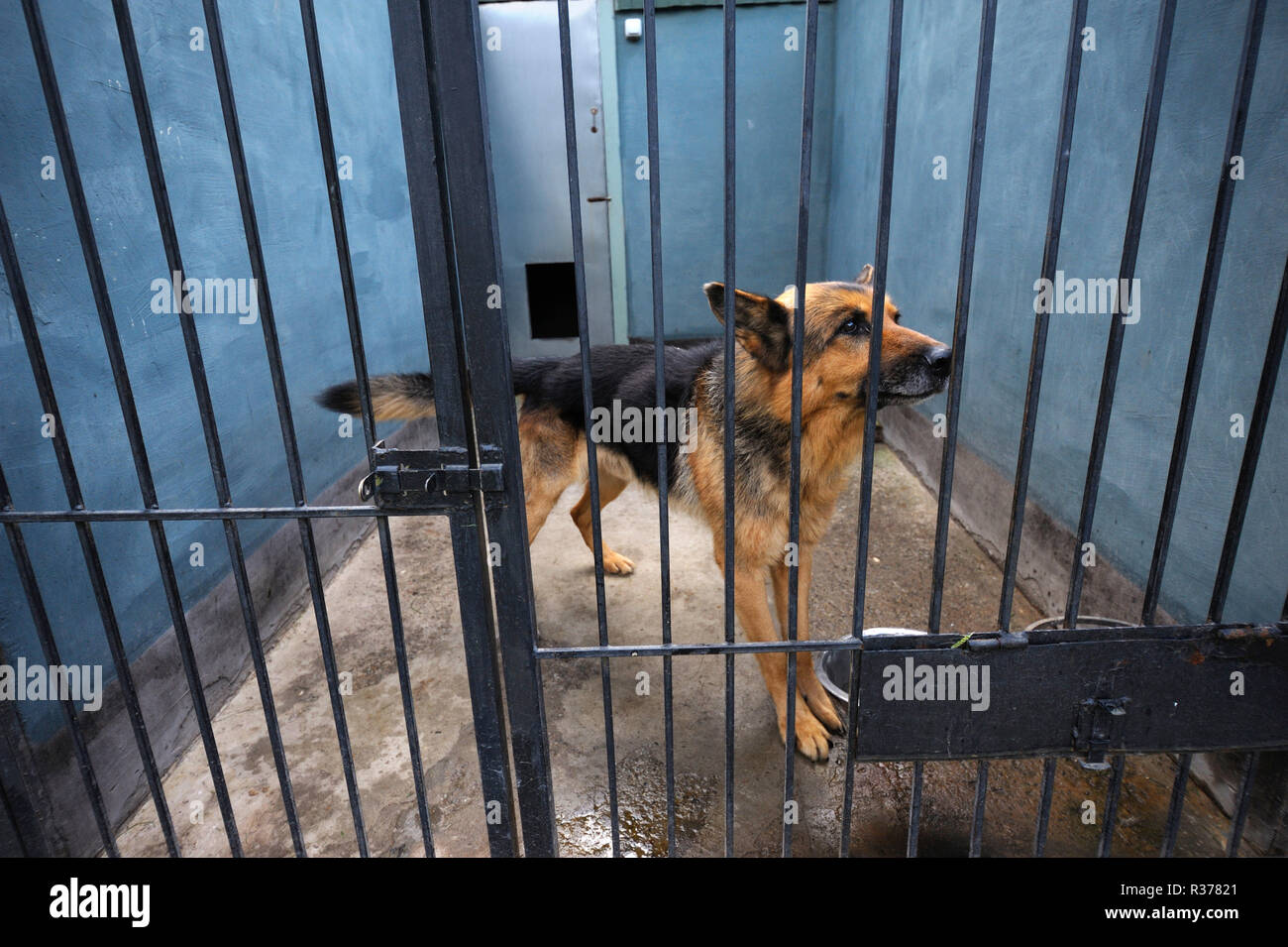At the Canine centre. Old retired police dog (German shepherd) sitting ...