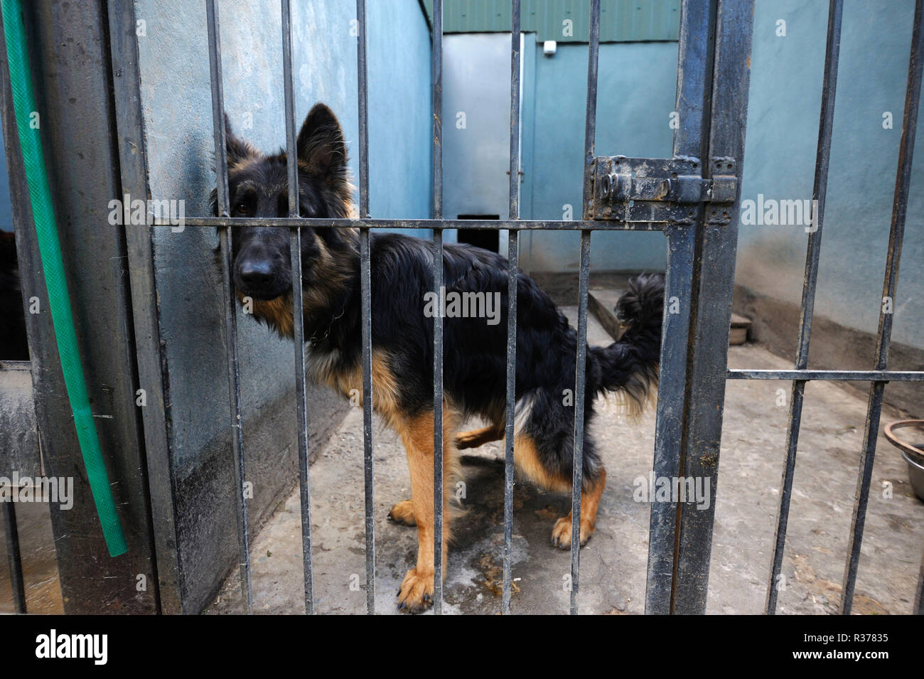 Alsatian German Shepherd Cage High Resolution Stock Photography and ...