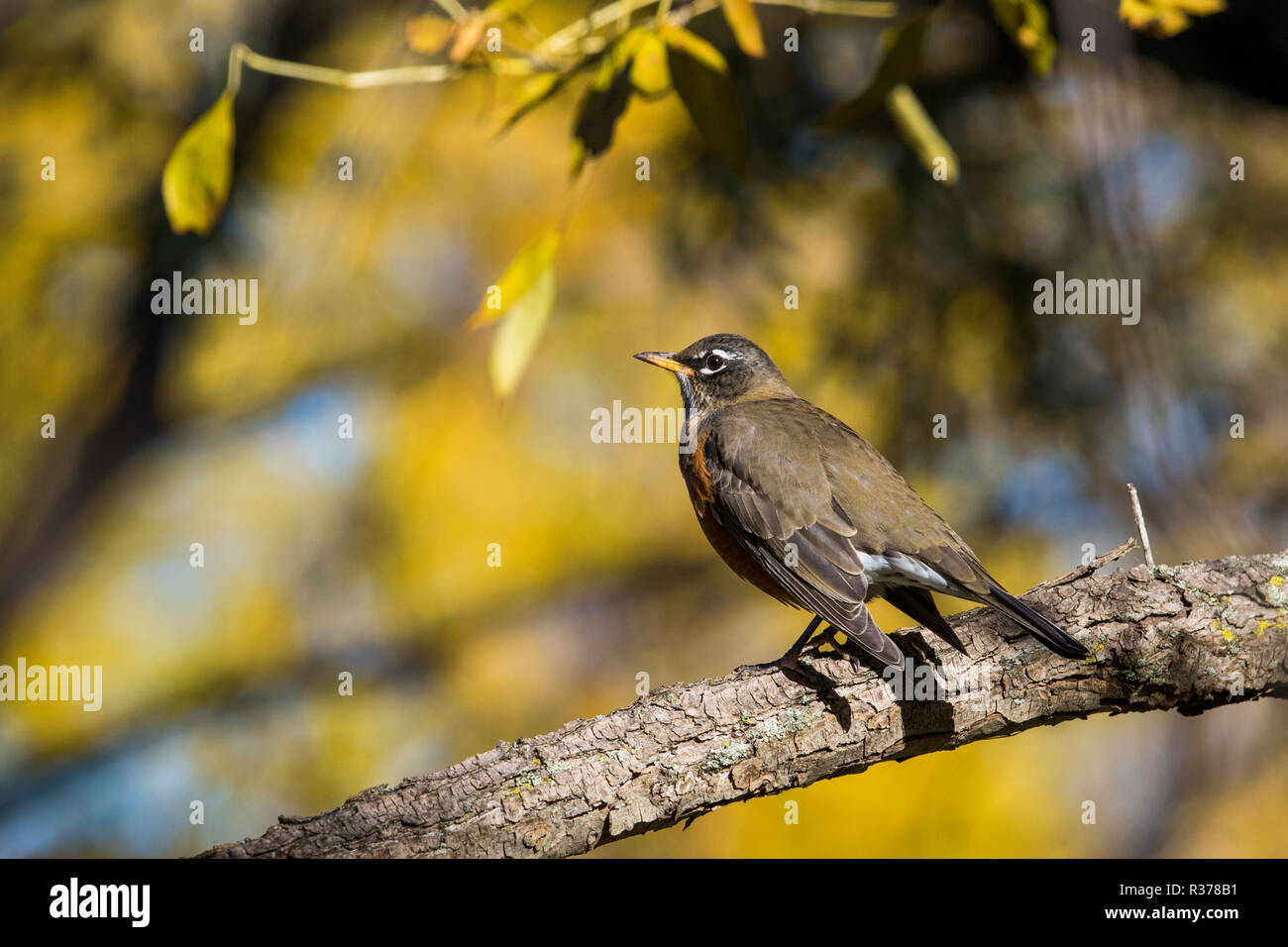 american robin in autumn Stock Photo - Alamy
