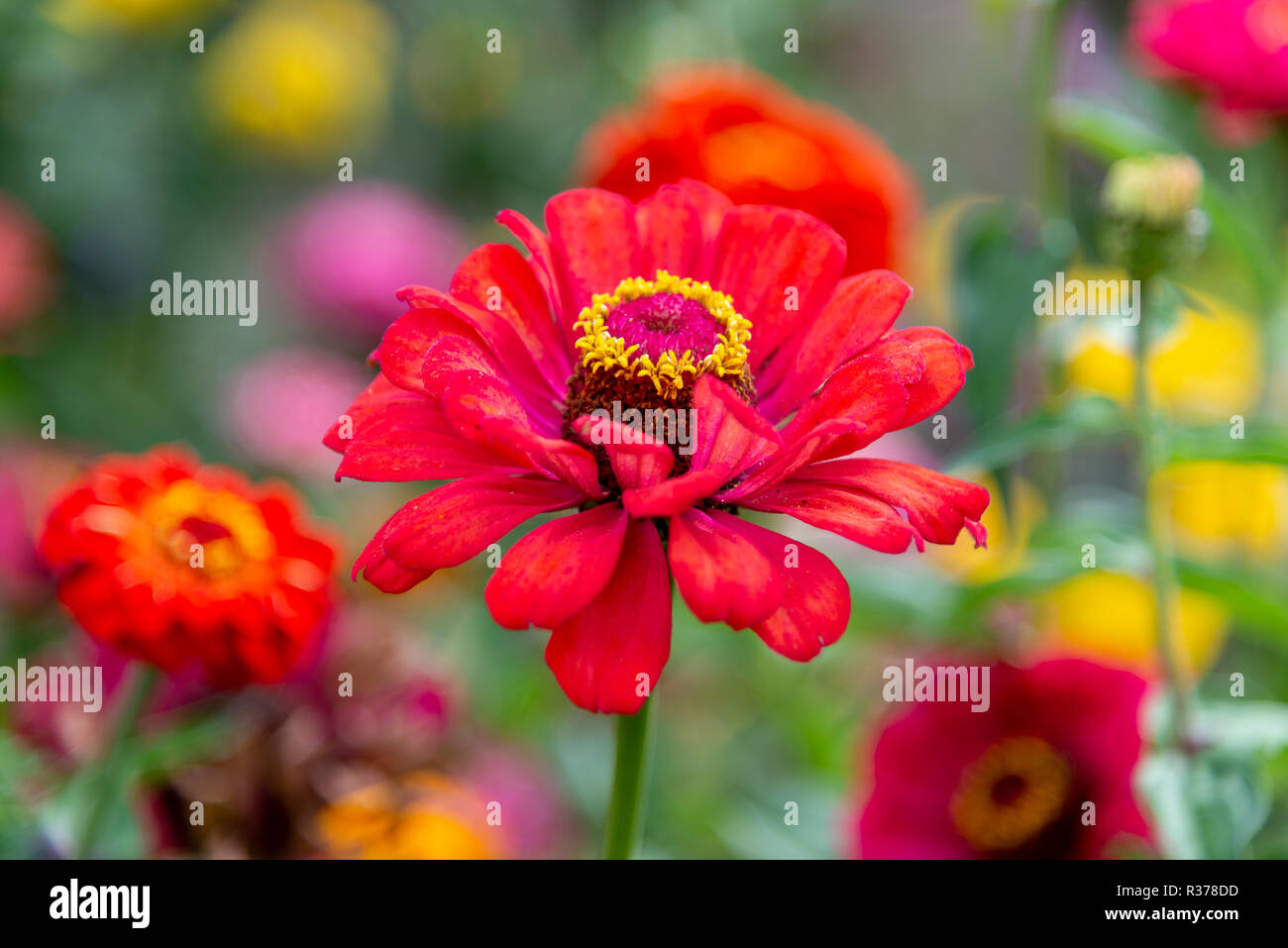 Background of colorful flowers in full nature in autumn Stock Photo - Alamy