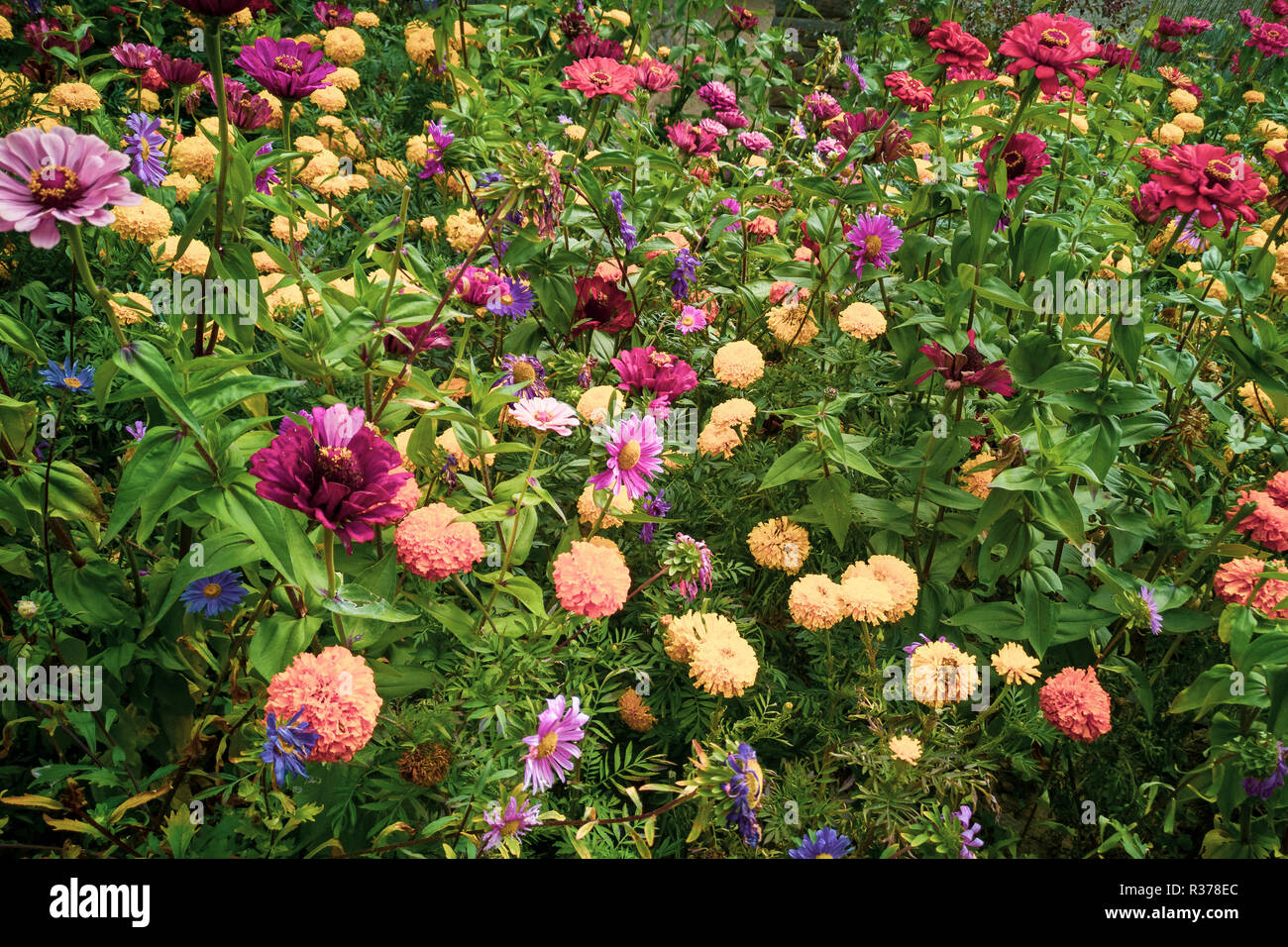 Background of colorful flowers in full nature in autumn Stock Photo - Alamy