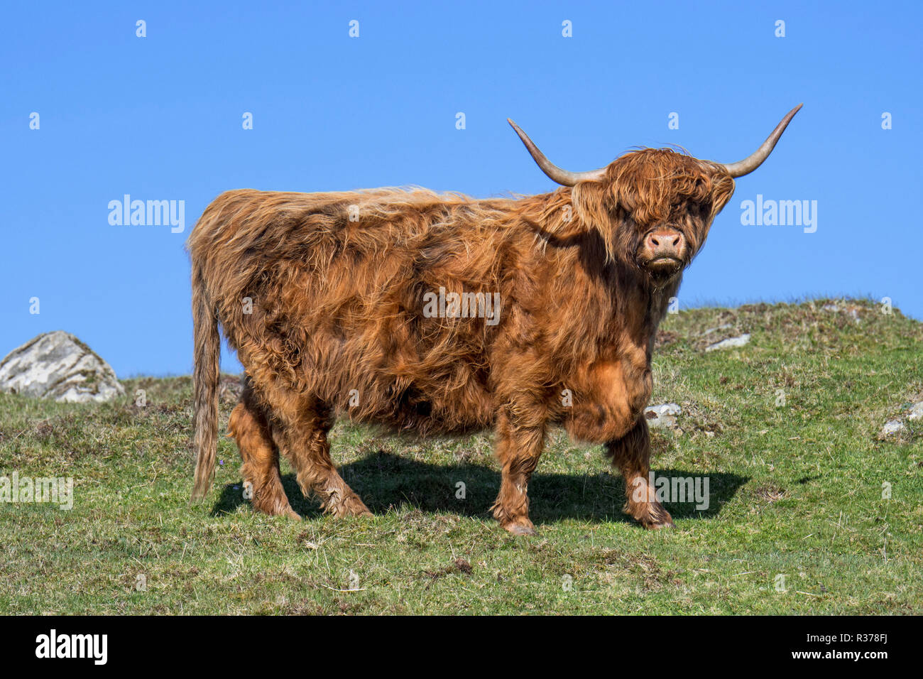 Shetland cow hi-res stock photography and images - Alamy