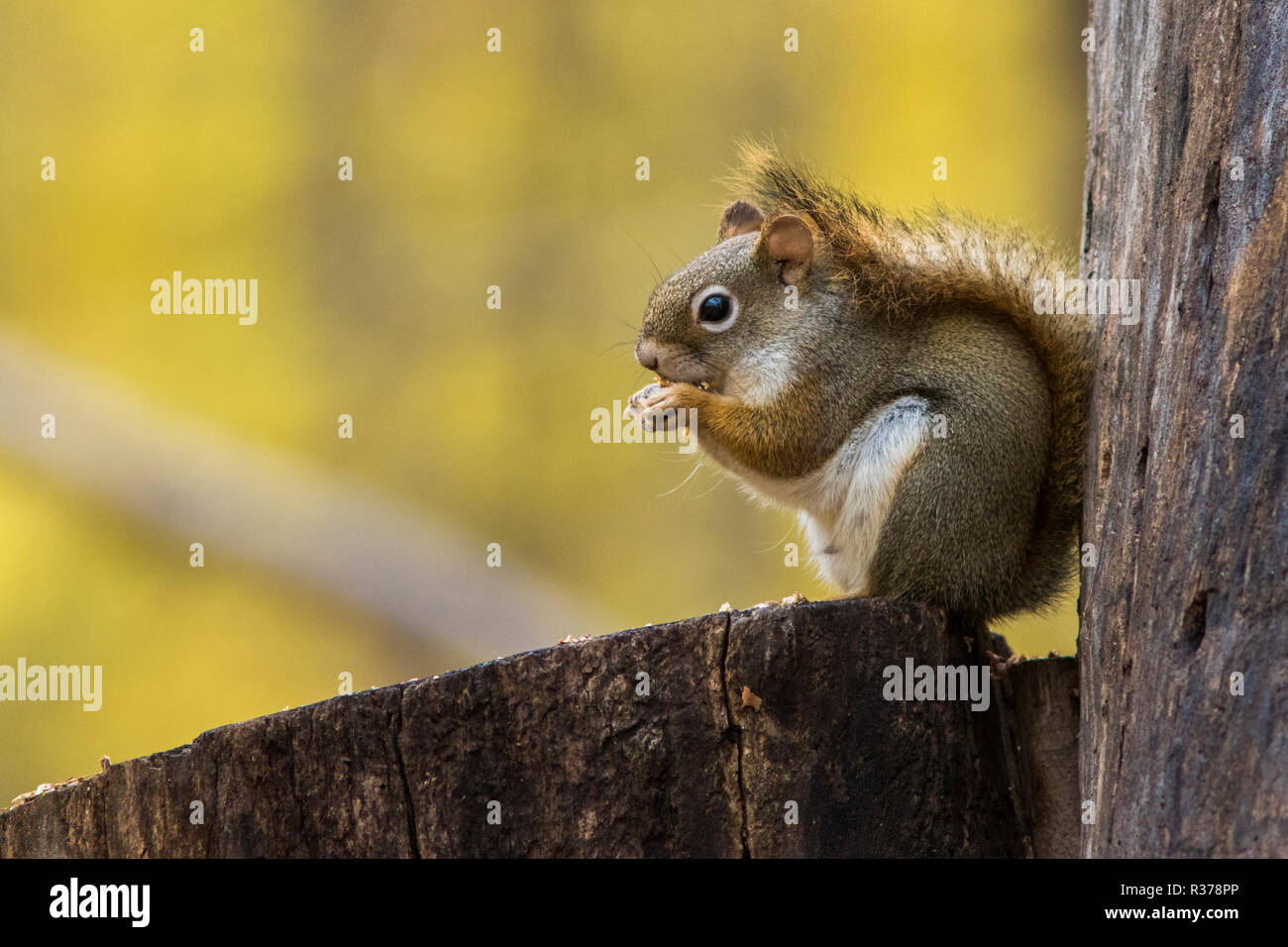 American red squirrels tamiasciurus hudsonicus hi-res stock photography ...