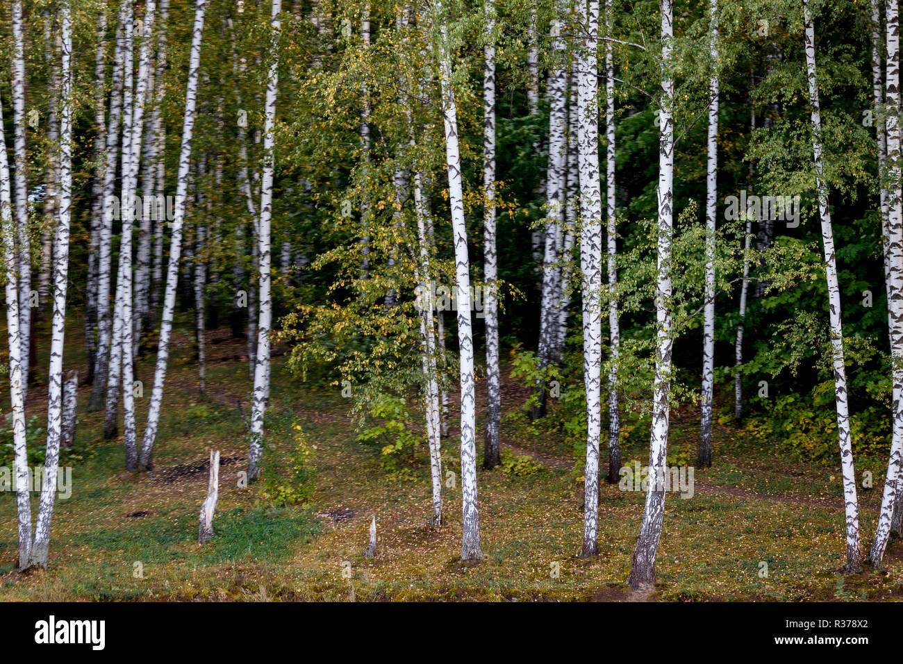 Deciduous hardwood hi-res stock photography and images - Alamy
