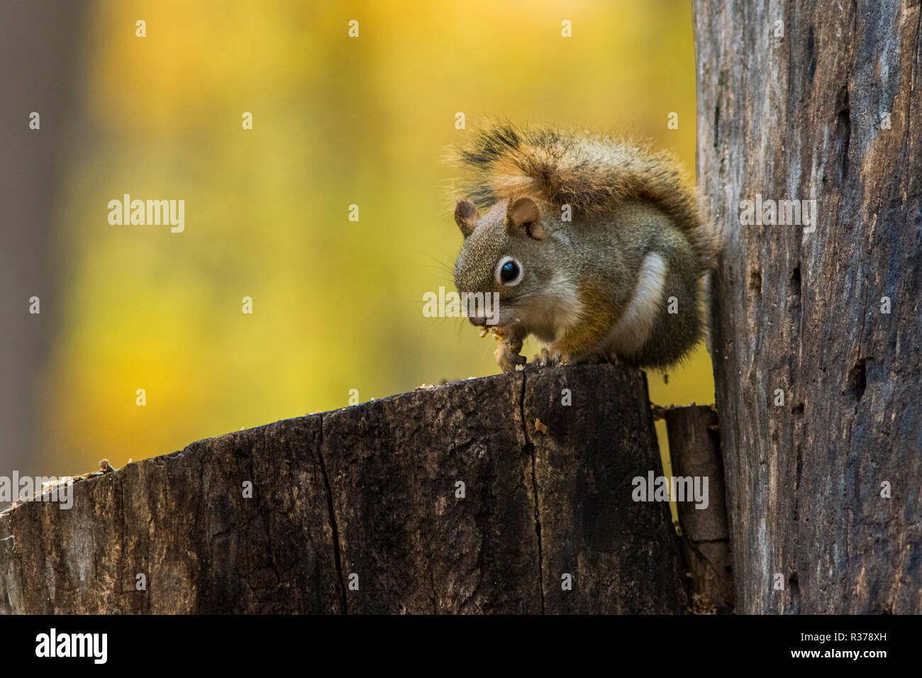 American red squirrels hi-res stock photography and images - Alamy