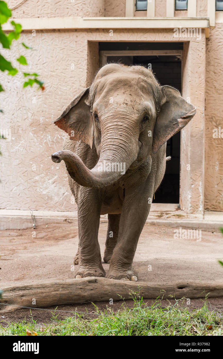 Smiling elephant hi-res stock photography and images - Alamy