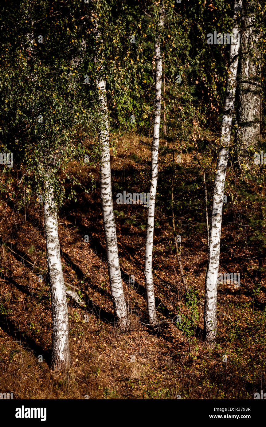 A deciduous hardwood birch tree (Betula) forest on the outer reaches of ...