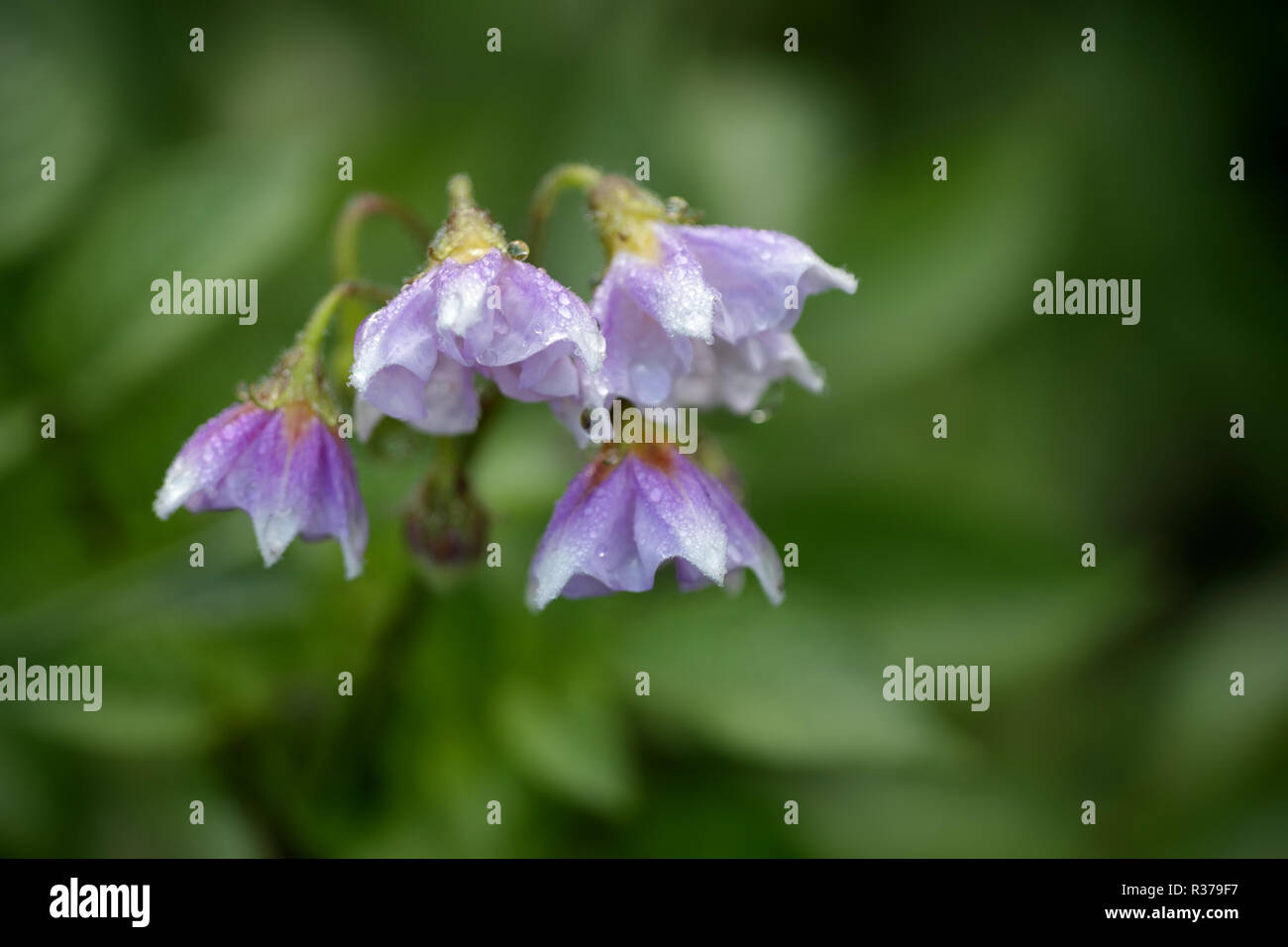 Blooming potato flowers Stock Photo - Alamy
