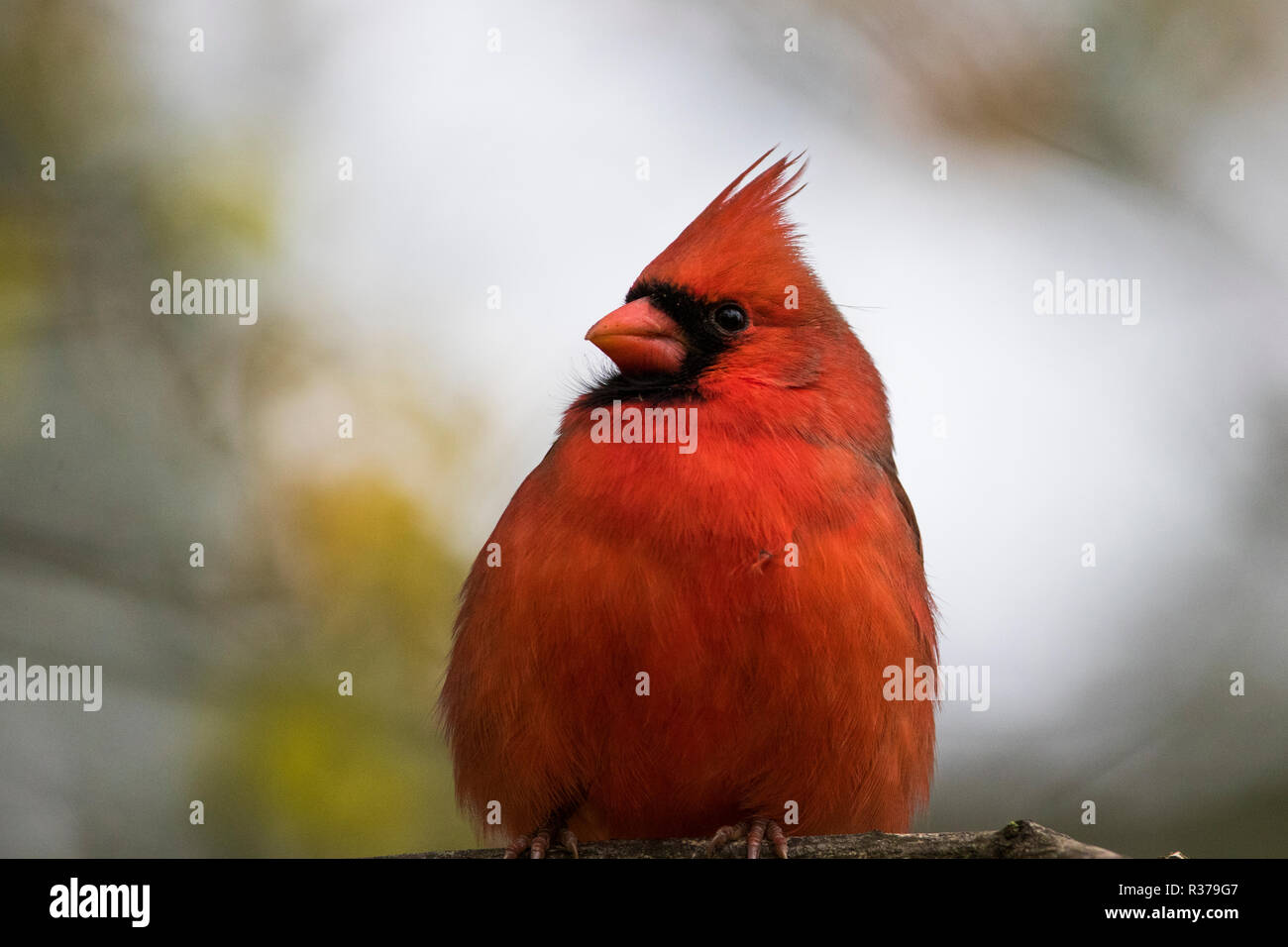 northern cardinal (Cardinalis cardinalis Stock Photo - Alamy