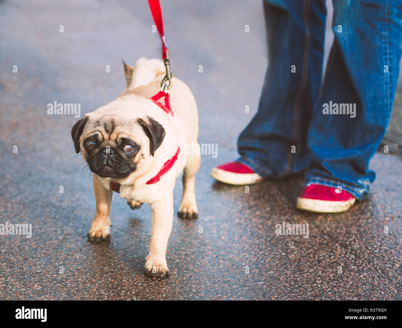 cute young pug on a red leash or lead next to his owner wearing jeans ...