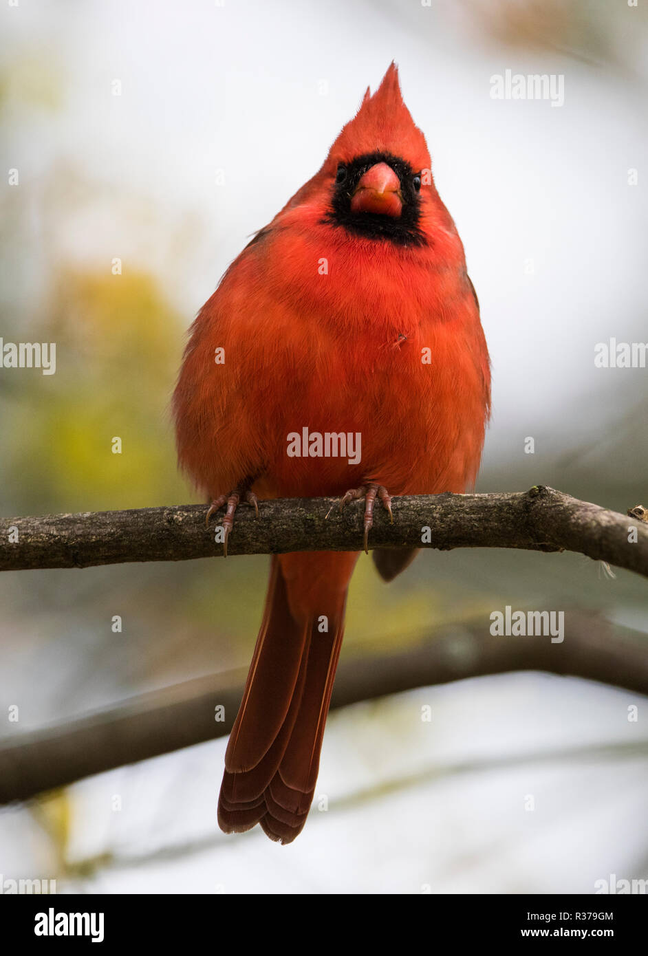 northern cardinal (Cardinalis cardinalis Stock Photo - Alamy