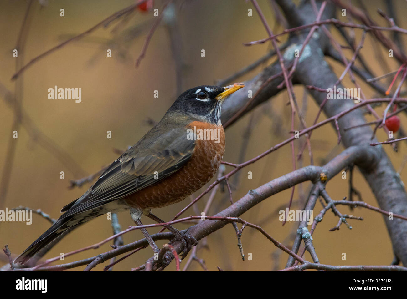 american robin in autumn Stock Photo - Alamy
