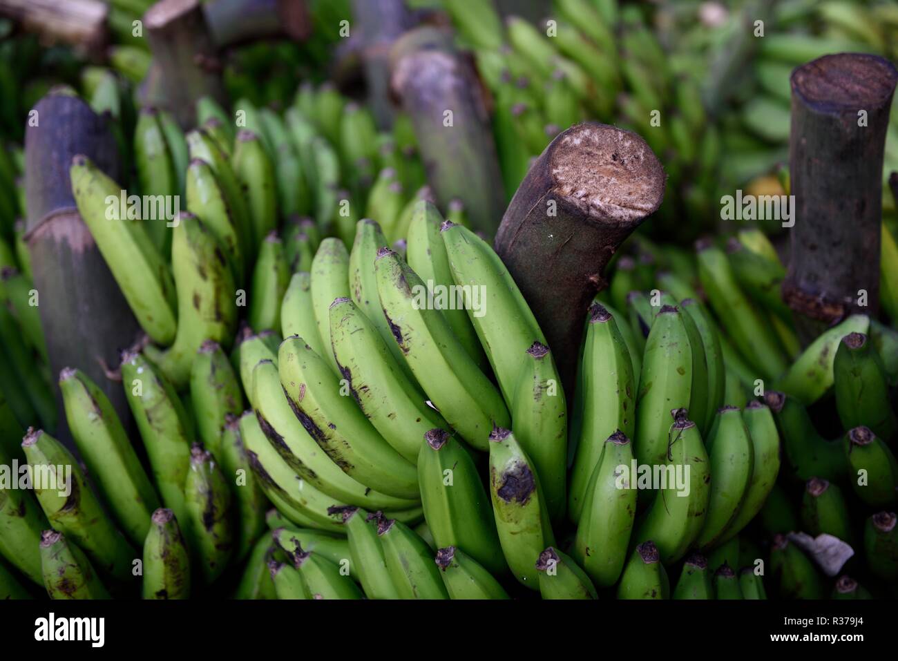 Banana plantation colombia hi-res stock photography and images - Alamy