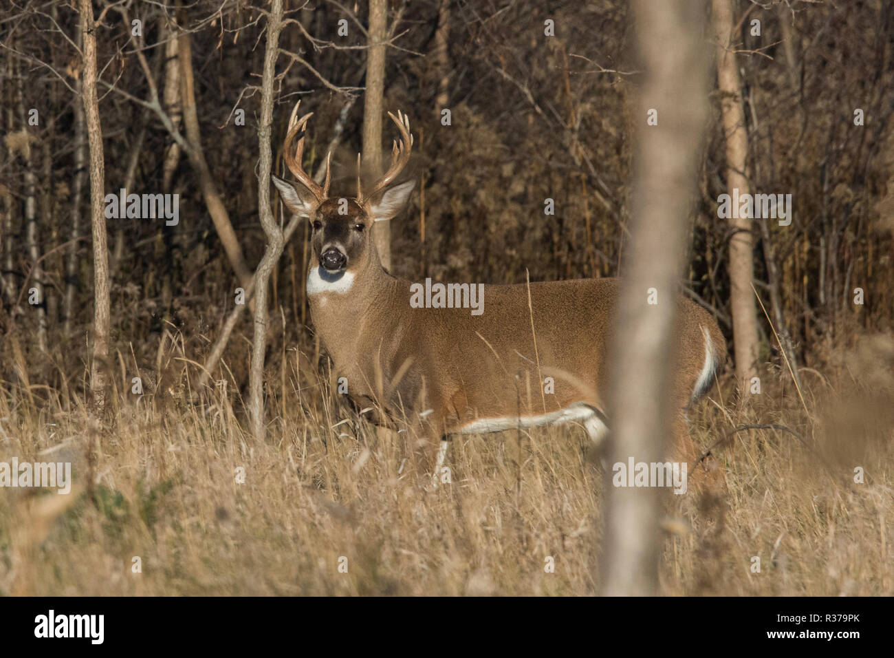 superb 12 points whitetail buck Stock Photo - Alamy