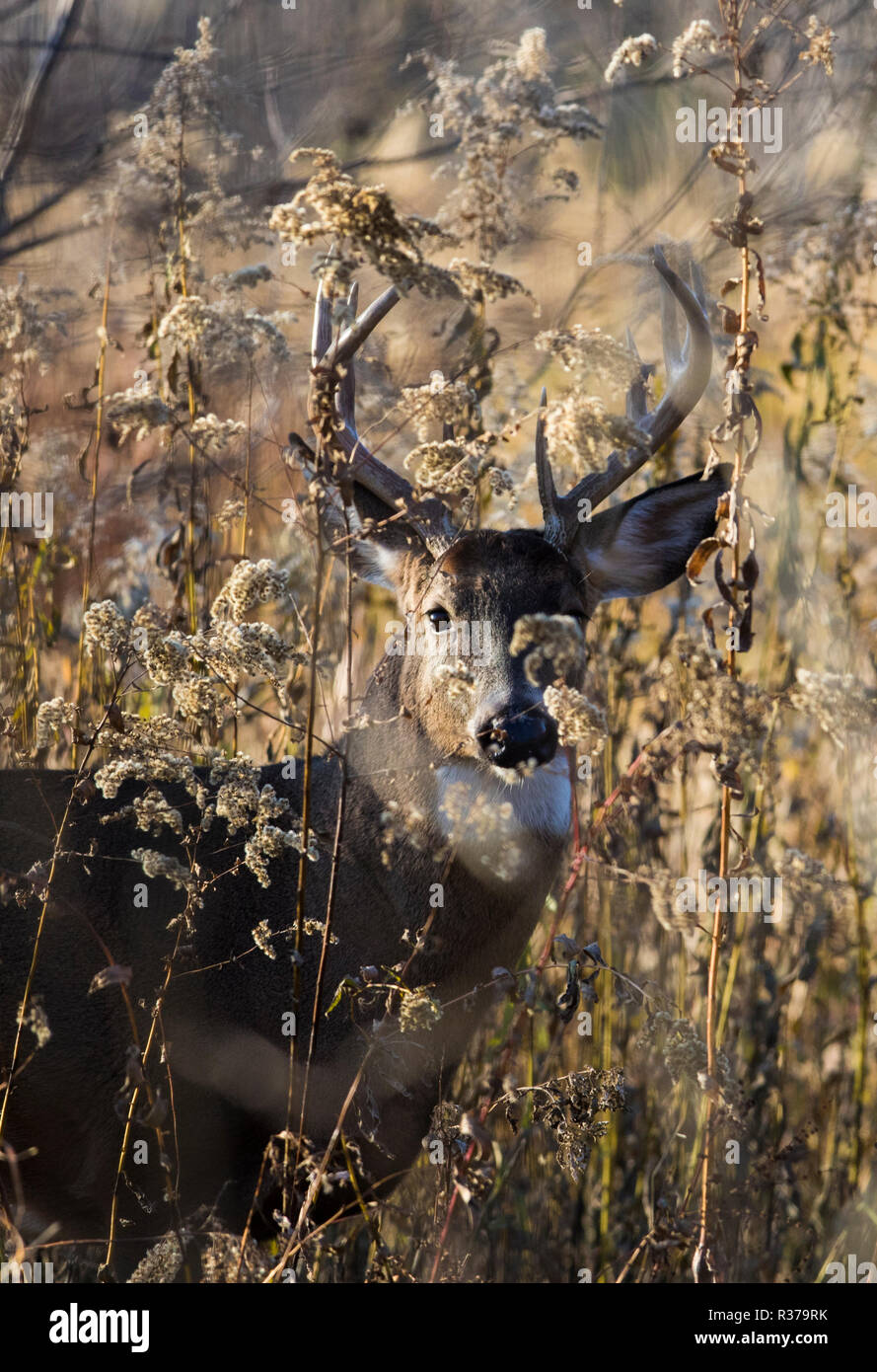 12 points hi-res stock photography and images - Alamy