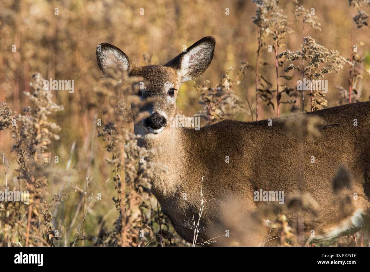 young white tailed deer Stock Photo - Alamy