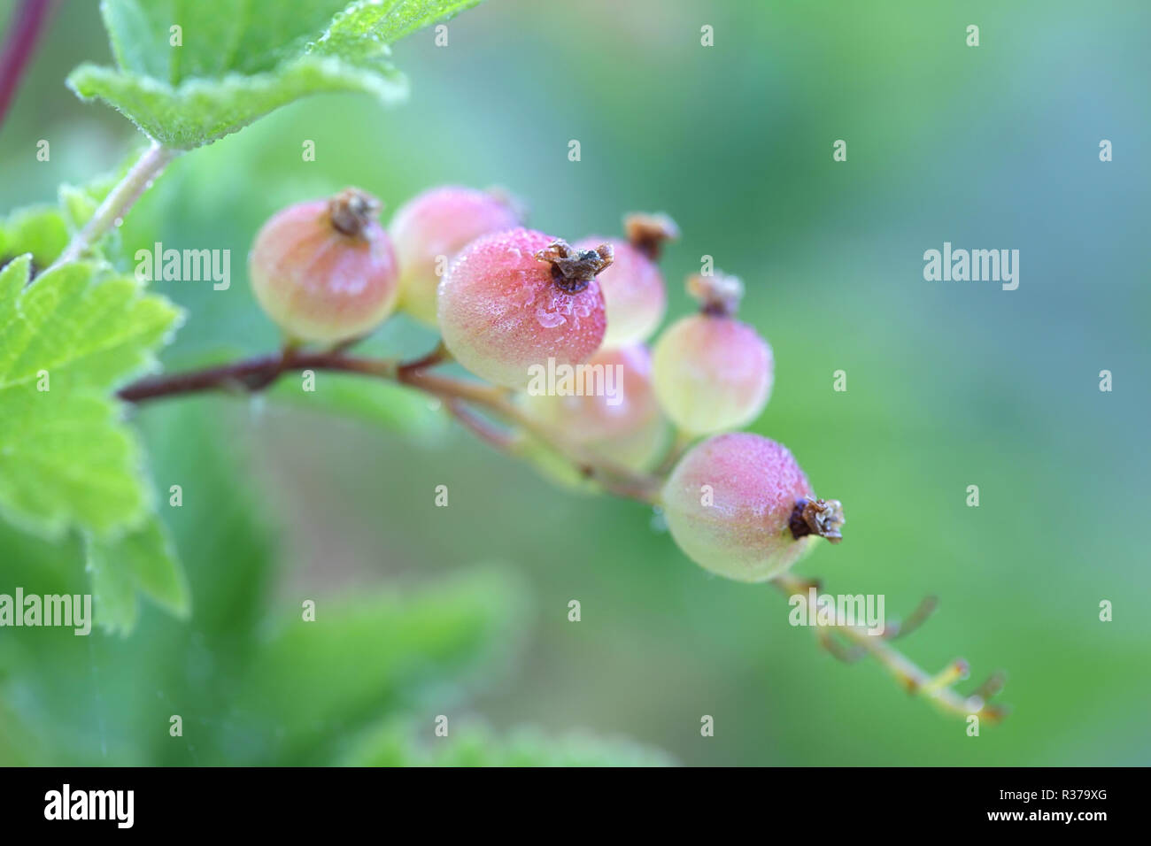Pink currant hi-res stock photography and images - Alamy