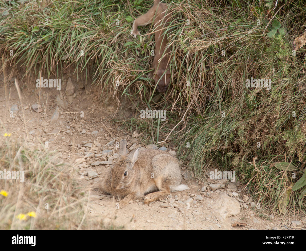 Ferret hunting rabbits hi-res stock photography and images - Alamy