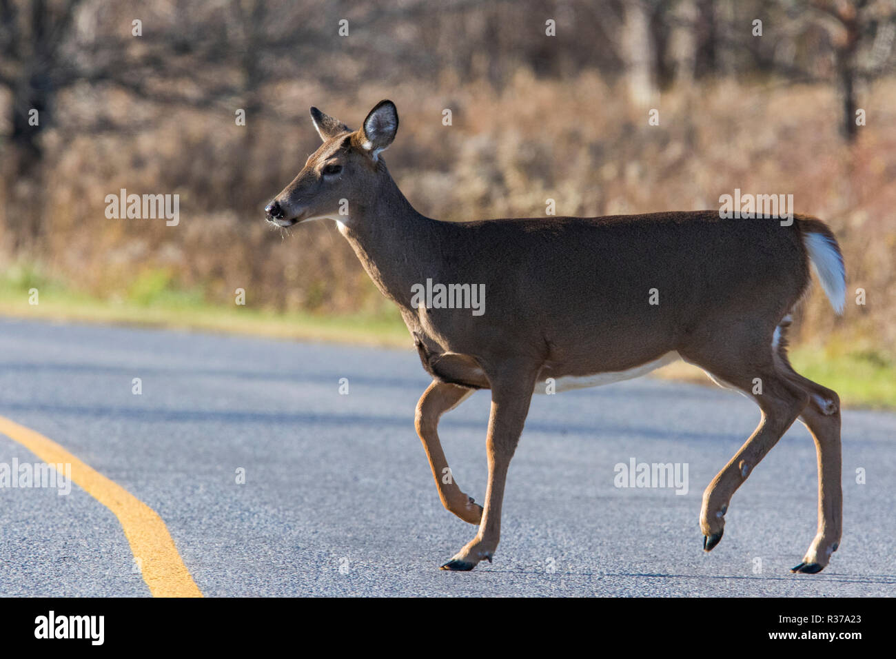 Deer crossing the road hi-res stock photography and images - Alamy