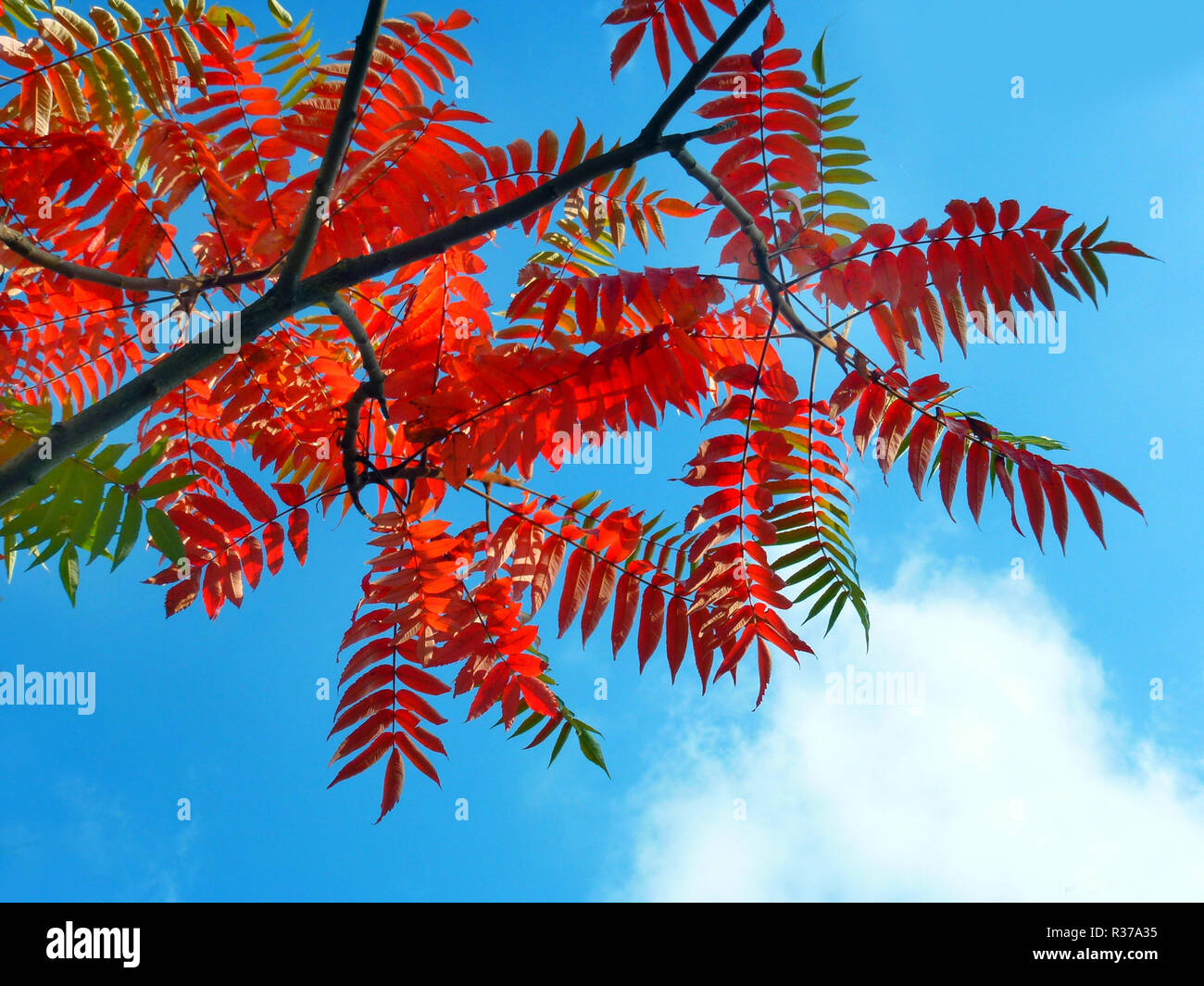 Vinegar trees hi-res stock photography and images - Alamy