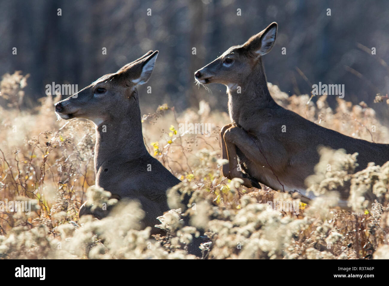White tailed buck running hi-res stock photography and images - Alamy