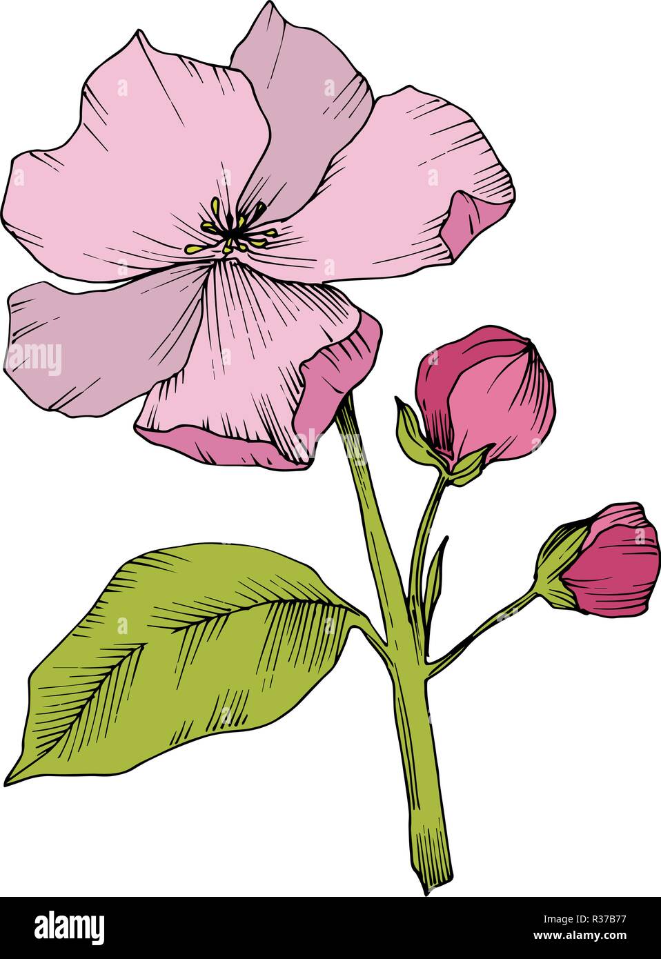 Appe Cut Out Stock Images & Pictures - Alamy