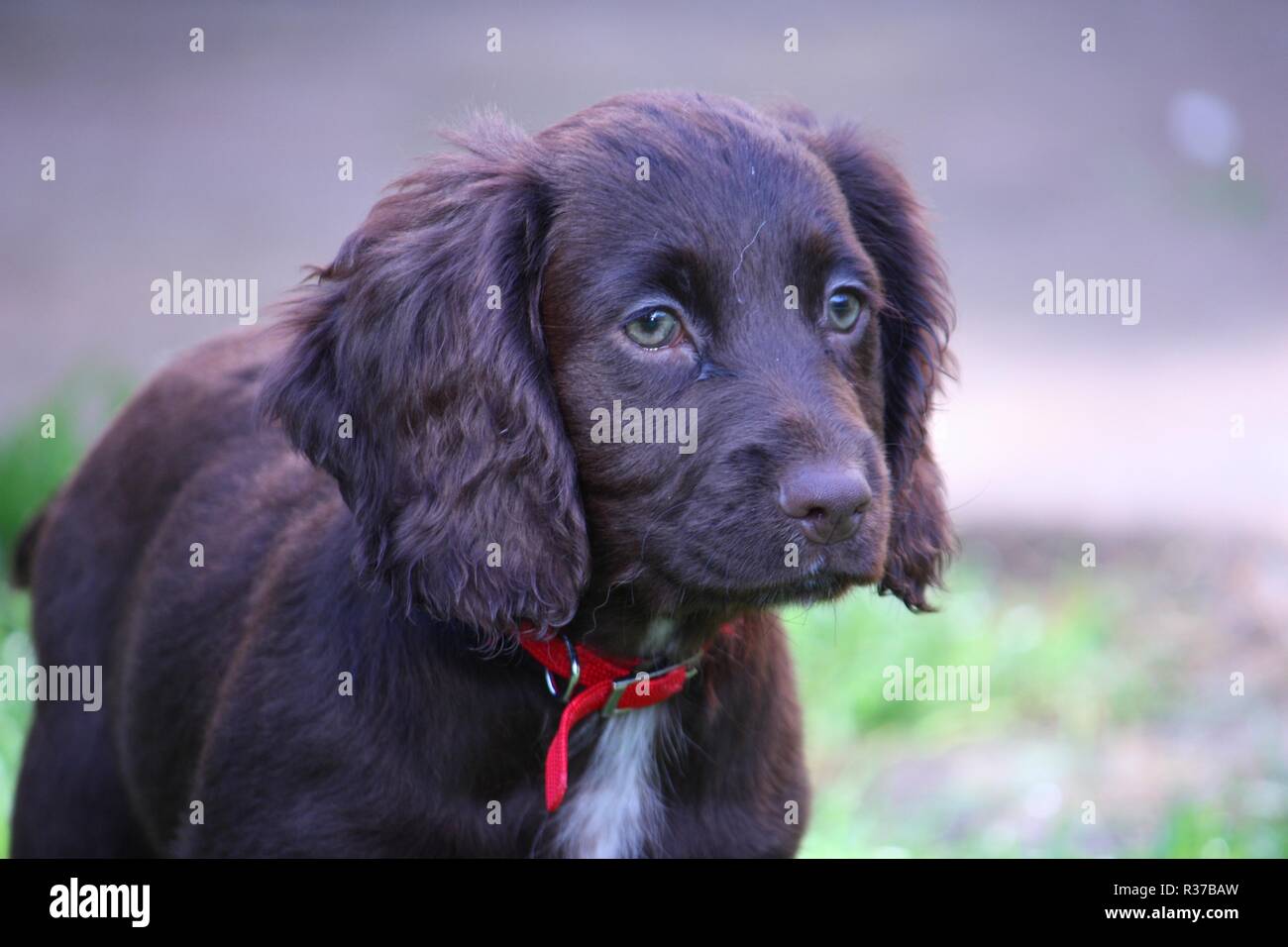Chocolate working cocker spaniel hi-res stock photography and images ...