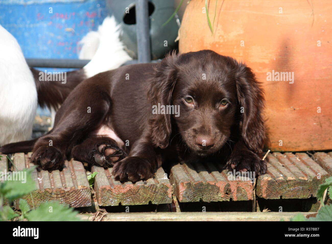 Chocolate working cocker spaniel hi-res stock photography and images ...