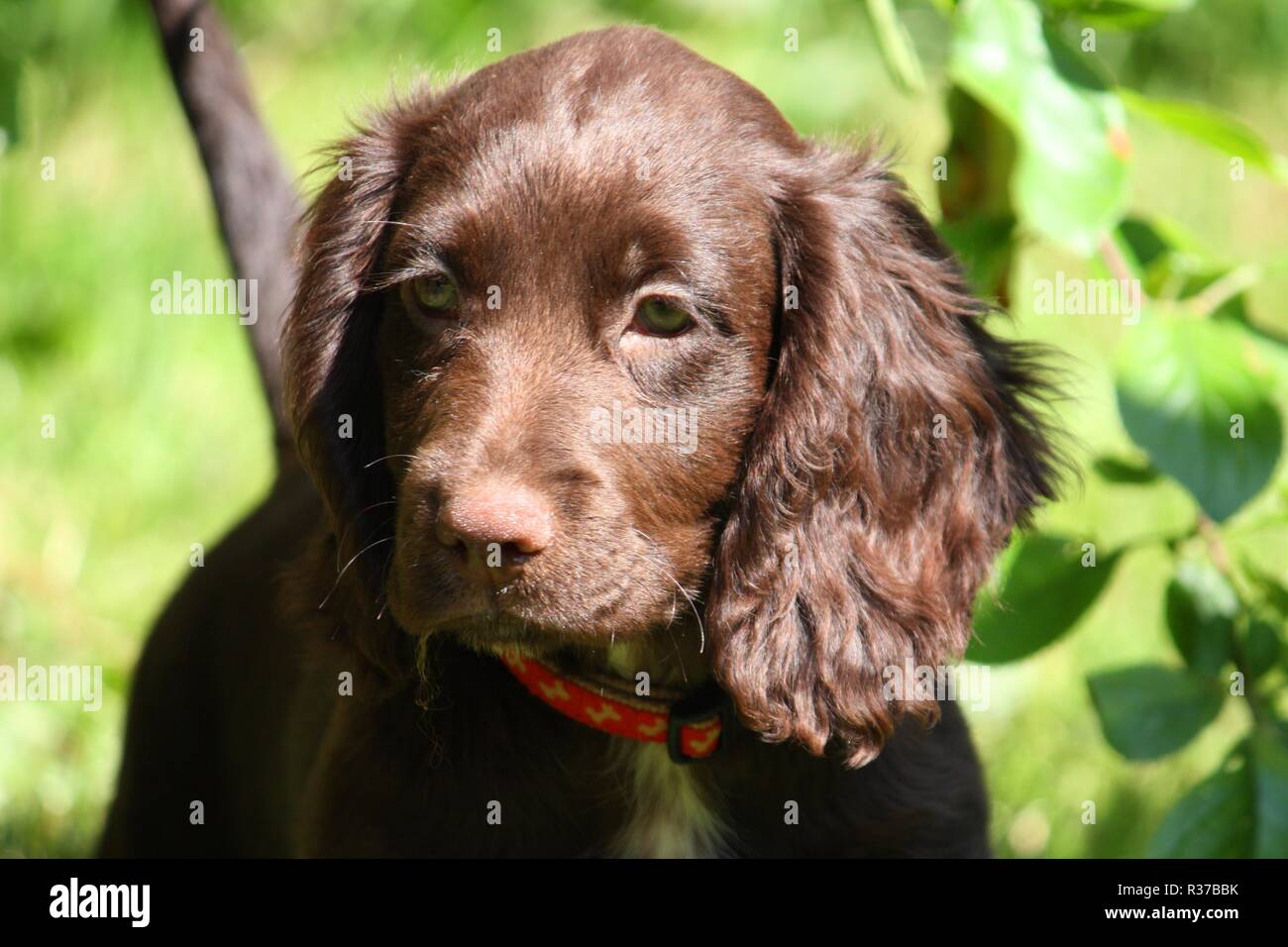 Working type cocker spaniel hi-res stock photography and images - Alamy