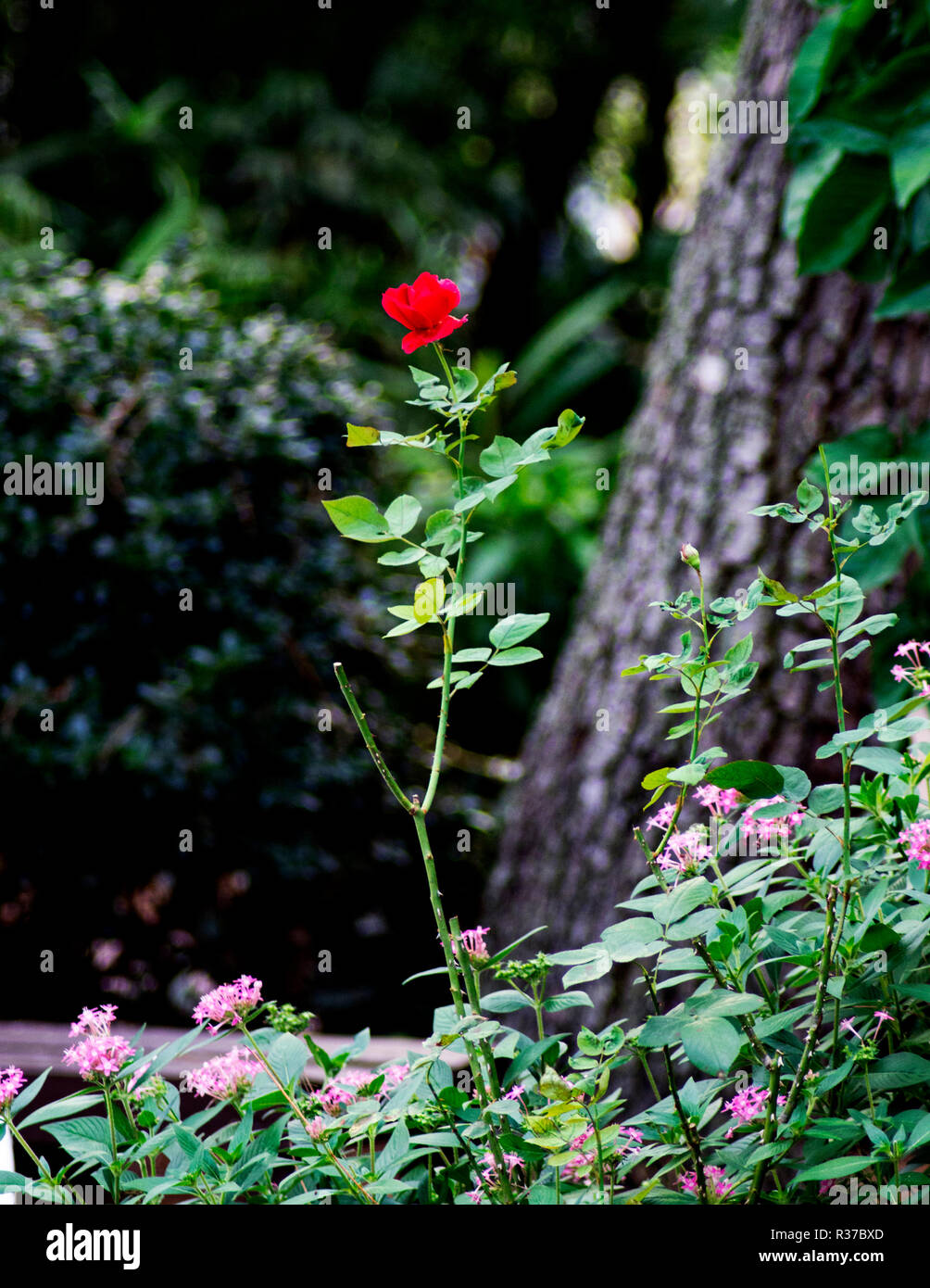 Single Red Rose Stock Photo - Alamy