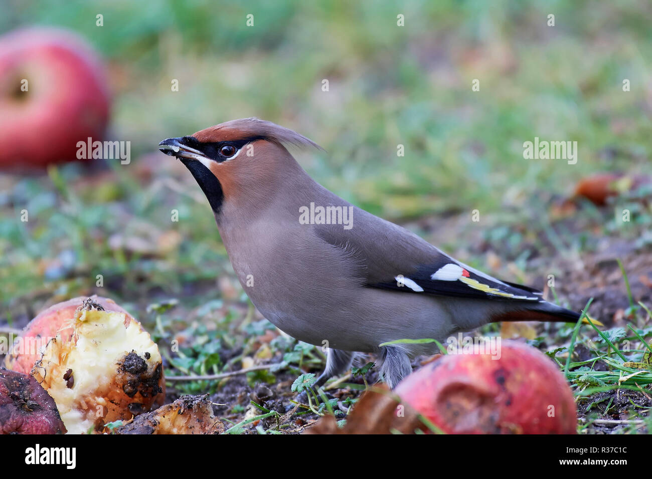 Bohemian waxwing in its natural habitat, Denmark Stock Photo - Alamy