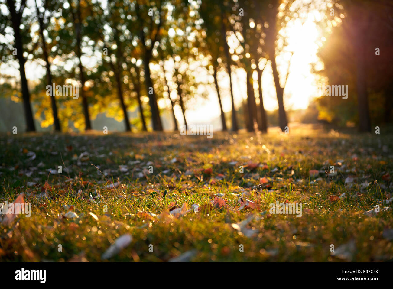 beautiful trees in the autumn forest, bright sunlight at sunset Stock ...