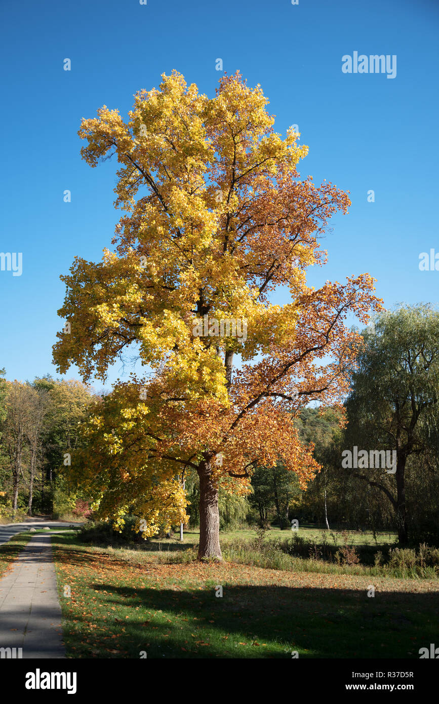 Large maple tree hi-res stock photography and images - Alamy