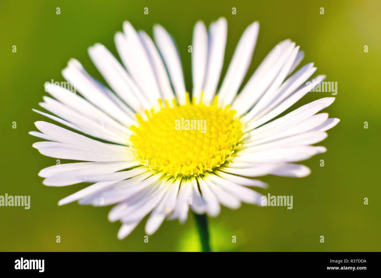 Single daisy flower hi-res stock photography and images - Alamy